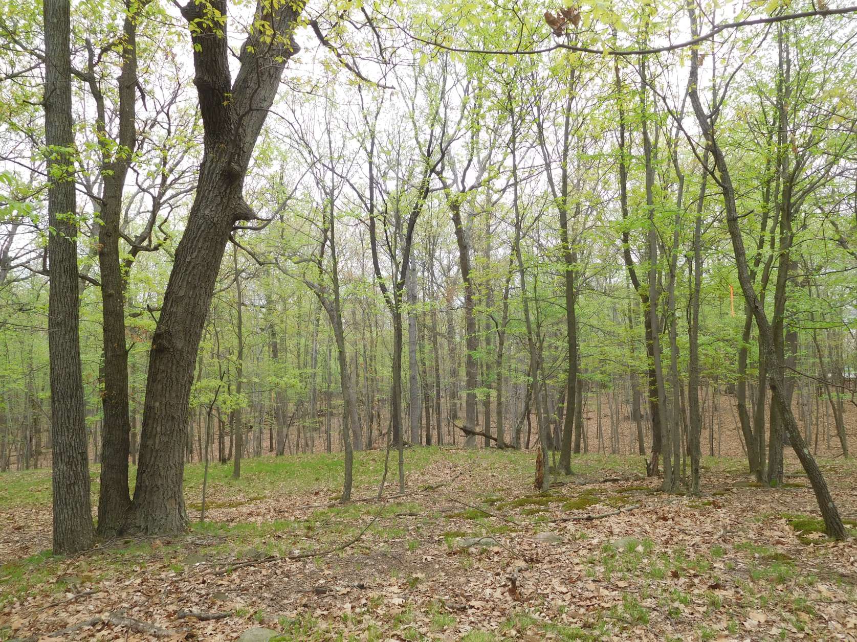 Environmental Consequences of Disc Golf at Rifle Camp Park – Save Rifle ...